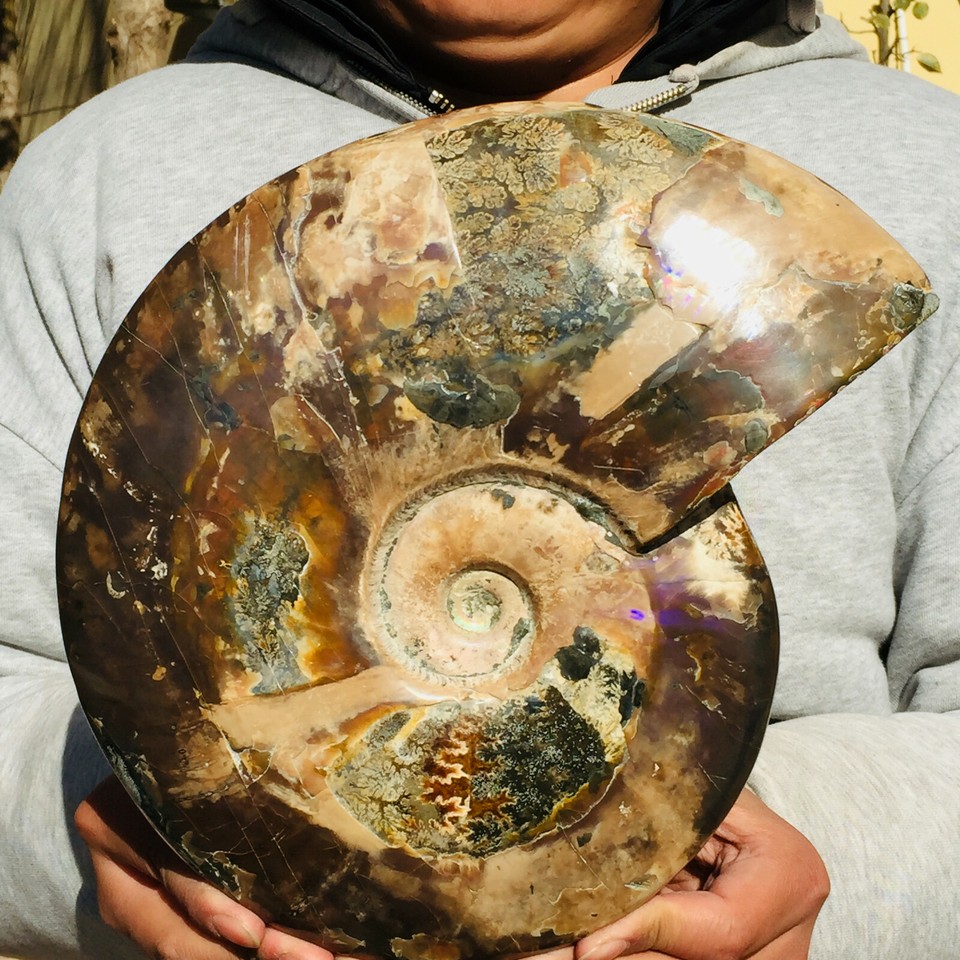 4010g Rare Large Rainbow Purple Flash Ammonite Fossil Cretaceous ...
