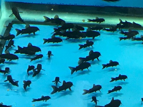 4 Large Adult RARE Black Corydoras, Cory Cats - 1-1/2" to 2" | eBay