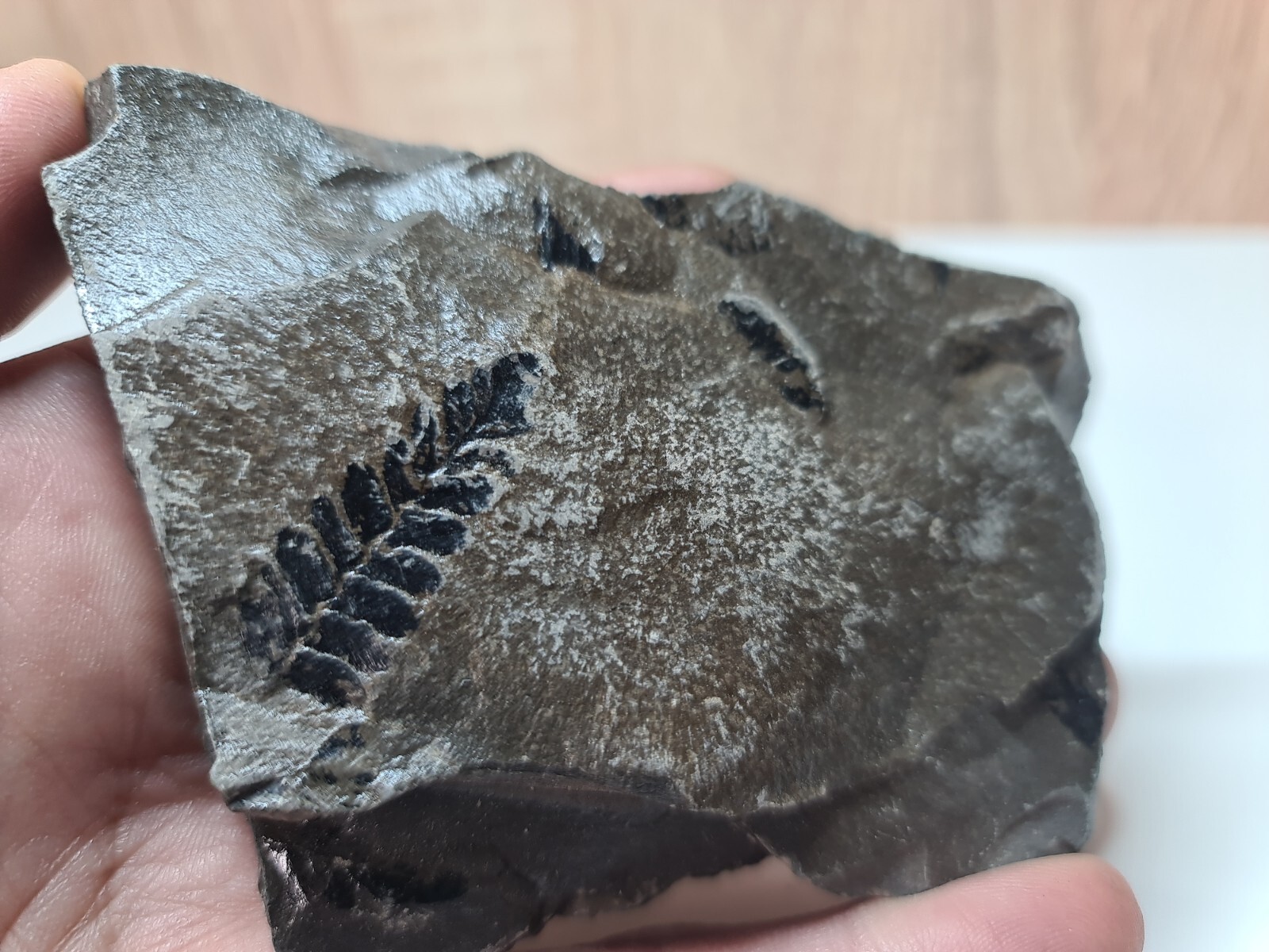 Poleontological sample imprint of the Carboniferous flora Ukrain of the ...