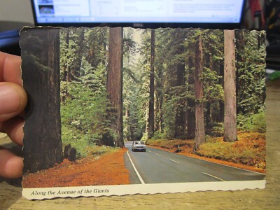 D3 CALIFORNIA Old Postcard Miranda Myers Flat Redwood Highway Giant ...
