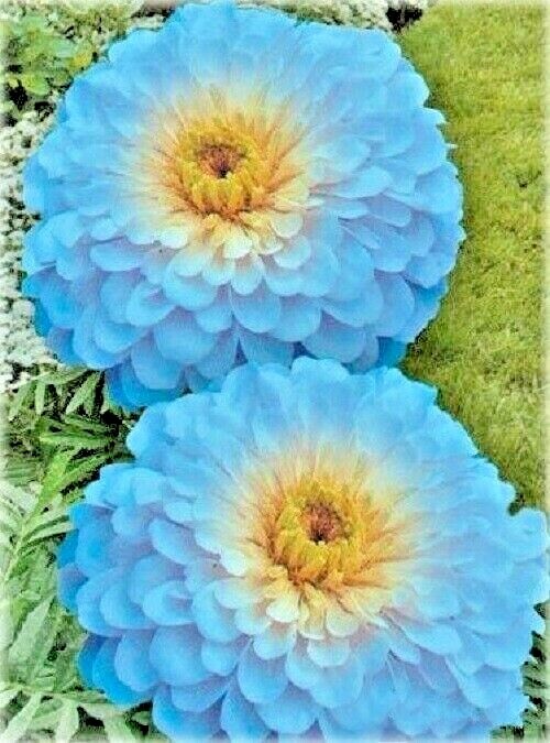 Blue Zinnia Flower