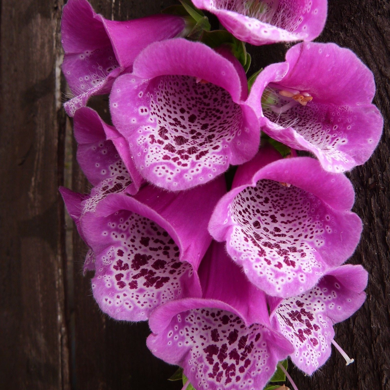 FOXGLOVE DIGITALIS HYBRIDA SEEDS - MIXED HYBRIDS PINK PURPLE WHITE ...