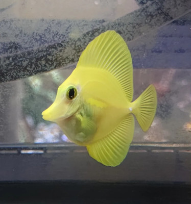 Biota Yellow Tang Captive Bred * Live Fish * AJs Aquariums | eBay