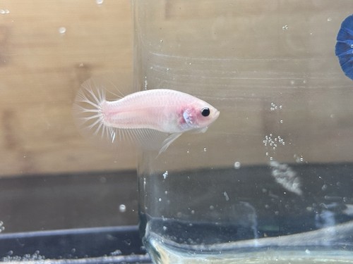 CELLO/IRIDESCENT HMPK MALE | LIVE BETTA FISH USA BRED PREMIUM BREEDER ...