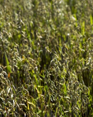 5 lbs. Winter Bob Oats Cover Crop Wildlife Food Plot Fast Growing | eBay