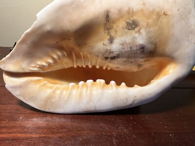 Rare Cream and White SeaShell with TEETH (Rare) 6 1/2" X 4" - Shipping ...