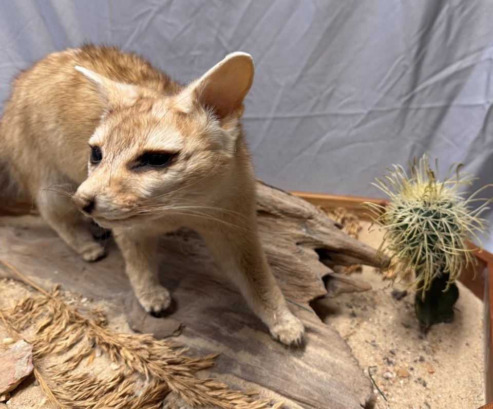 Ringtail Cat Taxidermy Mount Full Body Exotic Oddity Lodge Beautiful ...