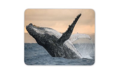 Awesome Humpback Whale Mouse Mat Pad - Sea Ocean Marine Fun Computer ...