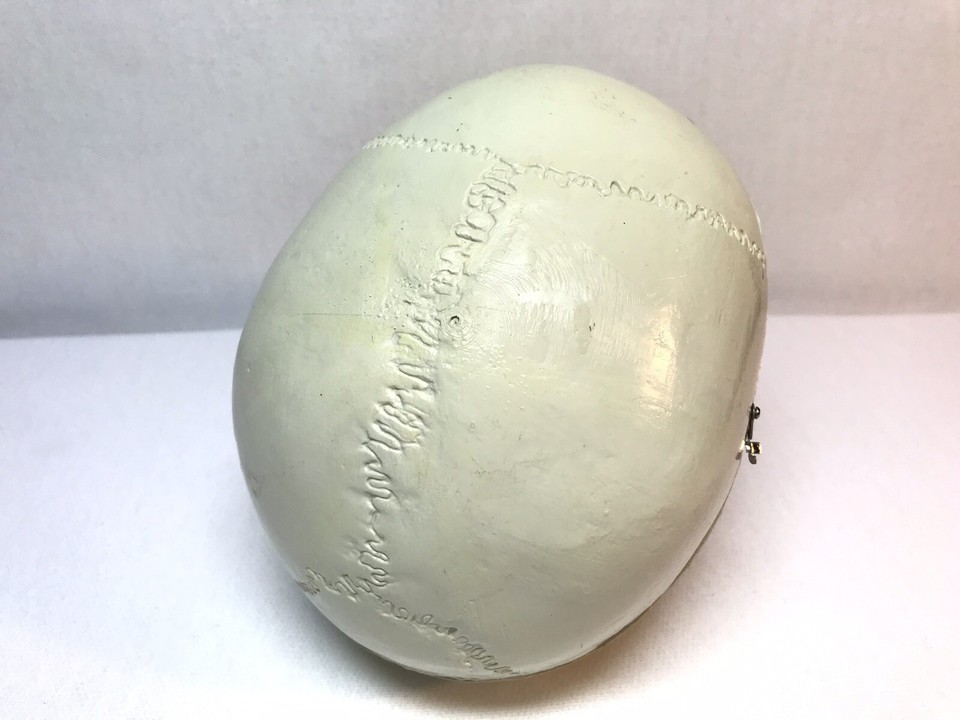 Anatomical Skull Model Educational Life Size Removeable Teeth Hinge Jaw ...