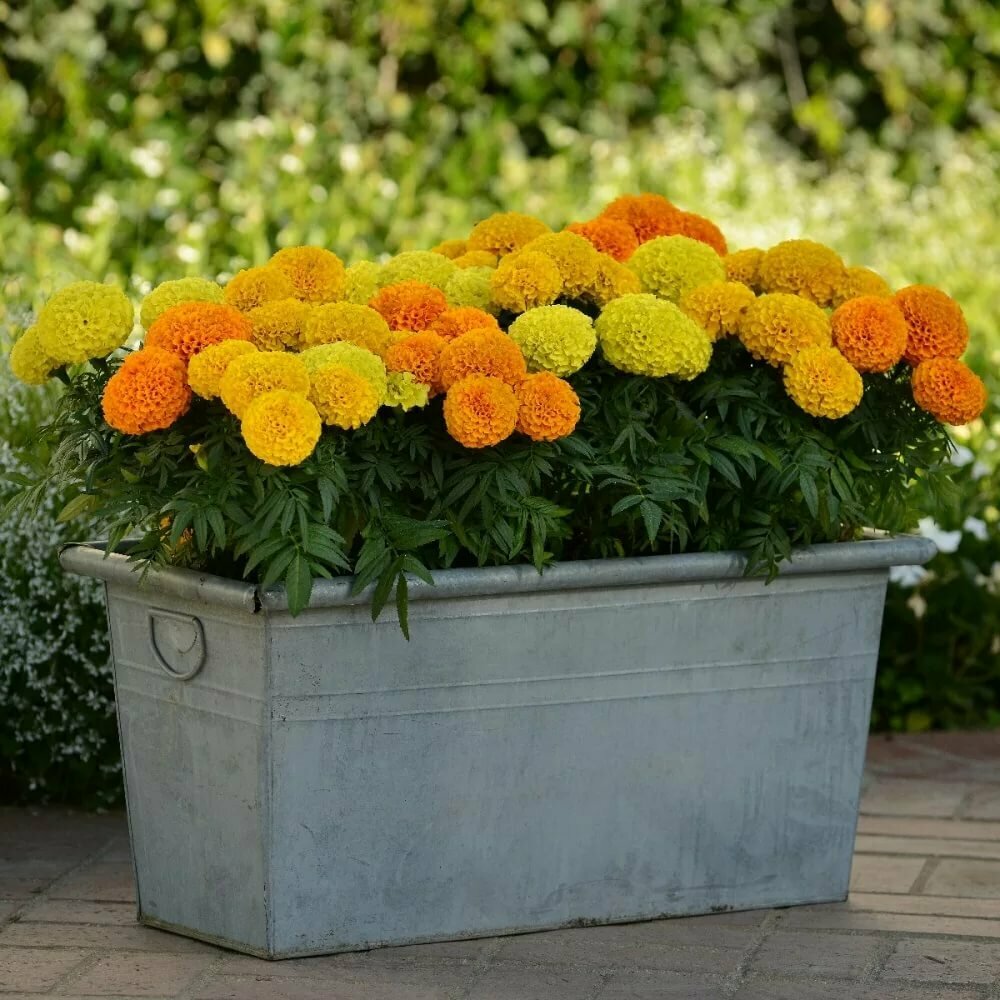 Seeds Marigold Sugar and Spices Terry Mix Flower Rare Garden Organic | eBay