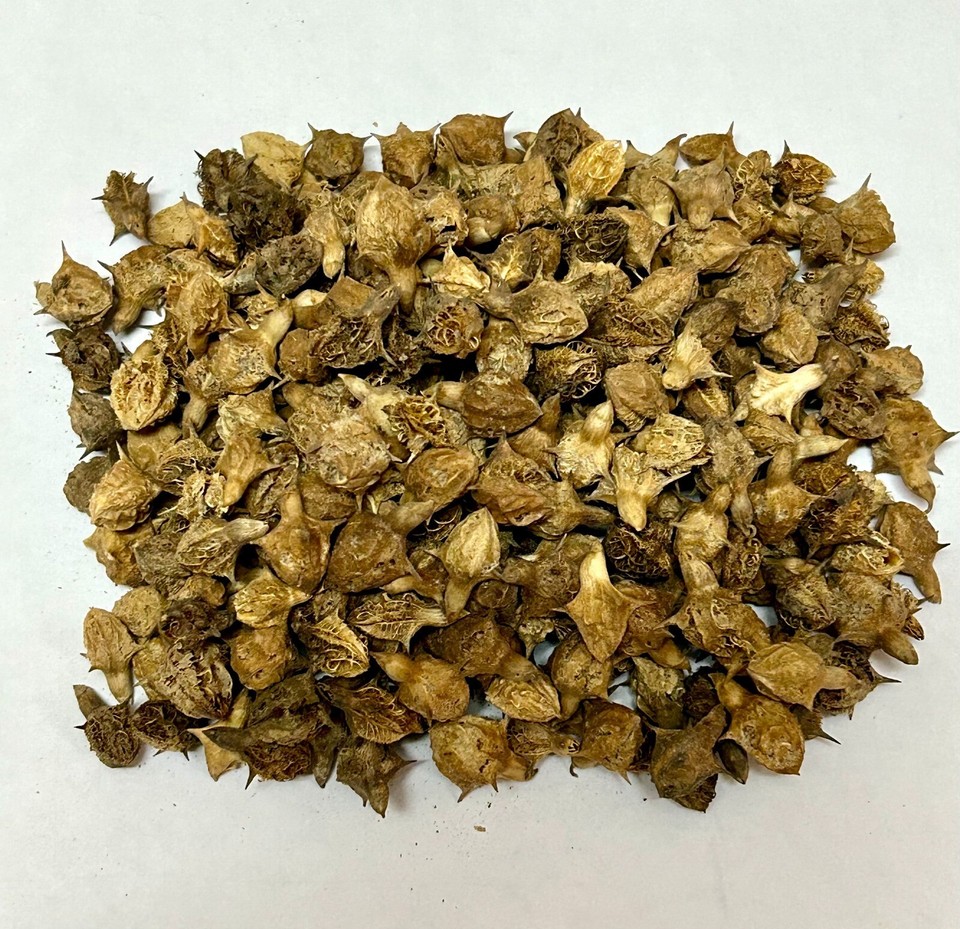 Pure Gokharu Seeds, Gokshura, Tribulus Terrestris, Nerinjil,Caltrop ...