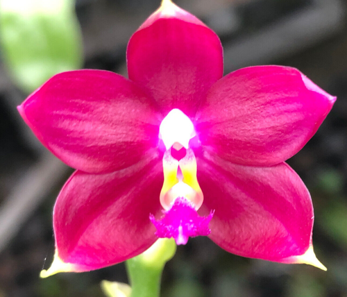 Original Orchid Phal Phalaenopsis Freya's Blue Jennie-FRAGRANT | eBay