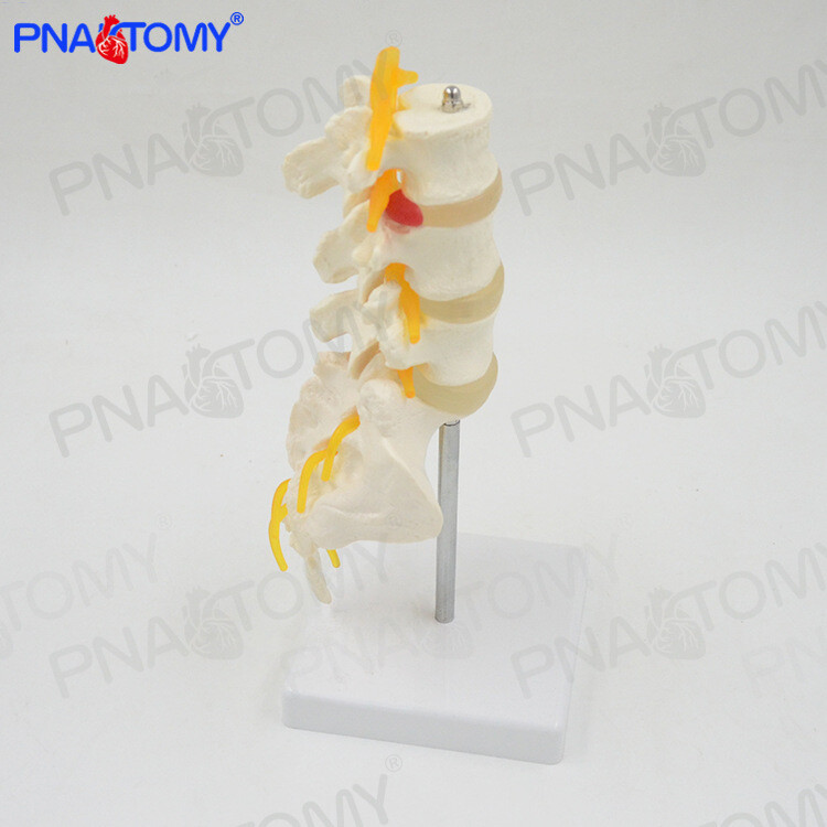 1:1 Human three-section lumbar vertebra with tailbone model | eBay
