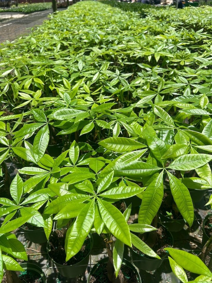 Money Tree Braided | Lucky Plant | Water Chestnut | Indoor & Outdoor ...