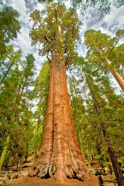 Giant Redwood Tree Sequoia Giganteum - Rare Large XXXL 4Ltr Pot ...