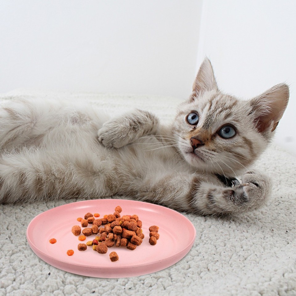 6 Pcs Cat Dish Feeding Kit Kitten Food Bowl Plates for Wet Eating Basin ...