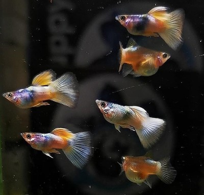 Pingku short body guppy 1 pair | eBay