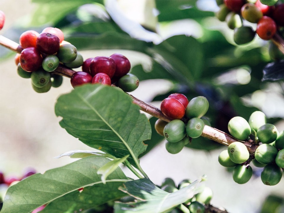 Excelsa Coffee Seedss - 120 pcs |Coffea sp.| Coffee Bean for Planting ...