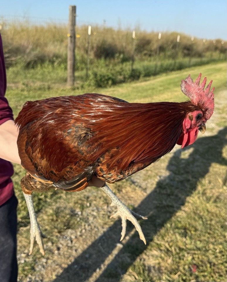 Red Quill Chicken Hatching Eggs | eBay