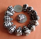 Hebrew Cone Shell japanese sea Shells of Okinawa | eBay