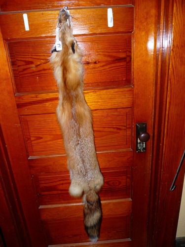 HUGE BEAUTIFUL tanned RED FOX fur pelt skin taxidermy F1 man cave log ...