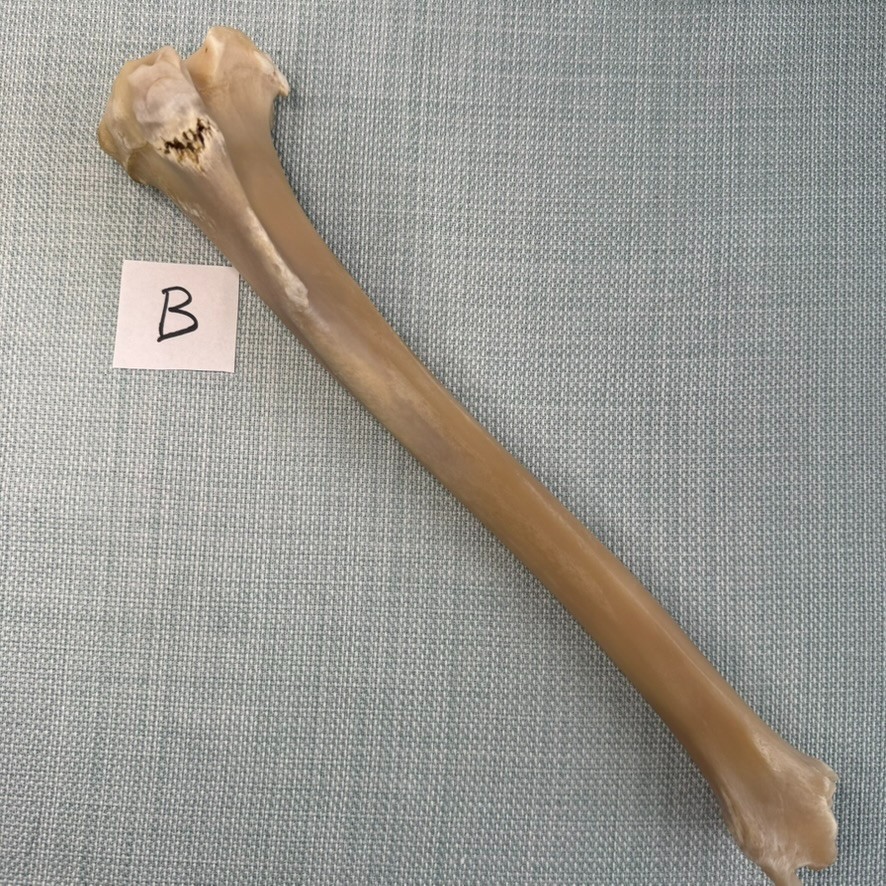 Deer Leg Bone Hind Tibia Real Animal Craft Art Tool Handle Taxidermy ...