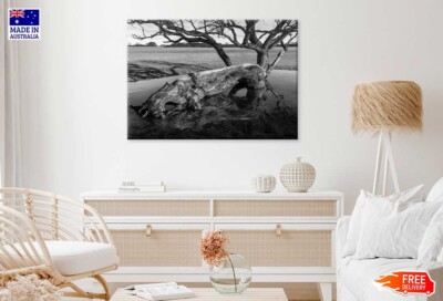 Fallen Tree Due to Storm Damage, Beverley Nature Stretched Canvas ...