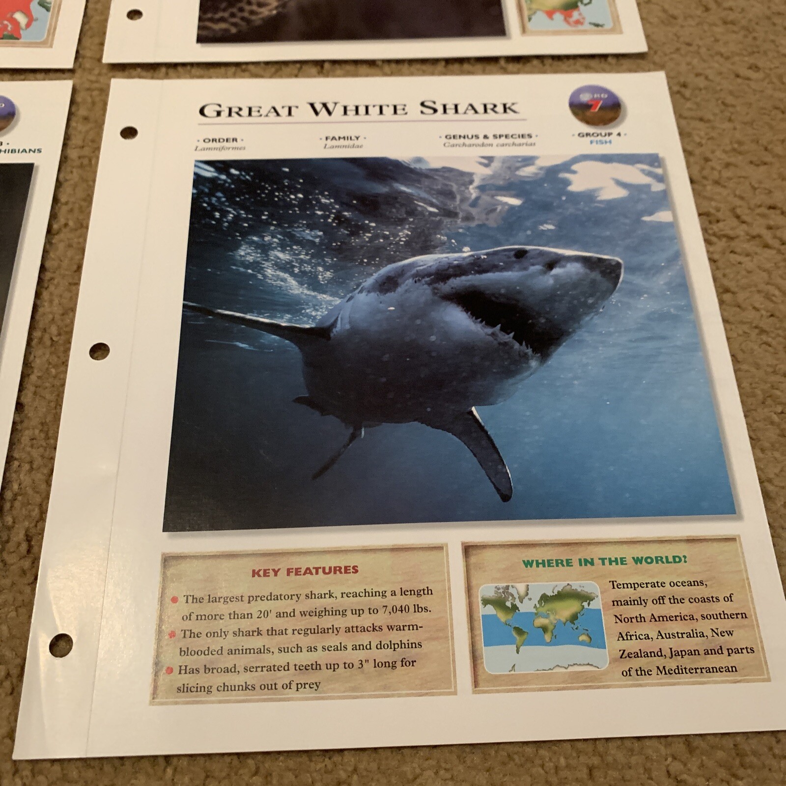 Wildlife Explorer Cards Set Of 6 Polar Bear, Tiger, Cobra, Shark, Eagle ...