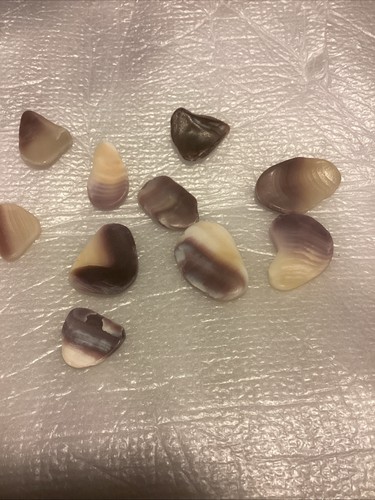 Clam Shell Wampum - UNPOLISHED 10 Pieces Natural Wampum Jewelry Grade ...