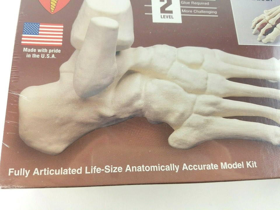 Skeletal Foot by Lindberg Science Kits Fully Articulated Life-Size ...
