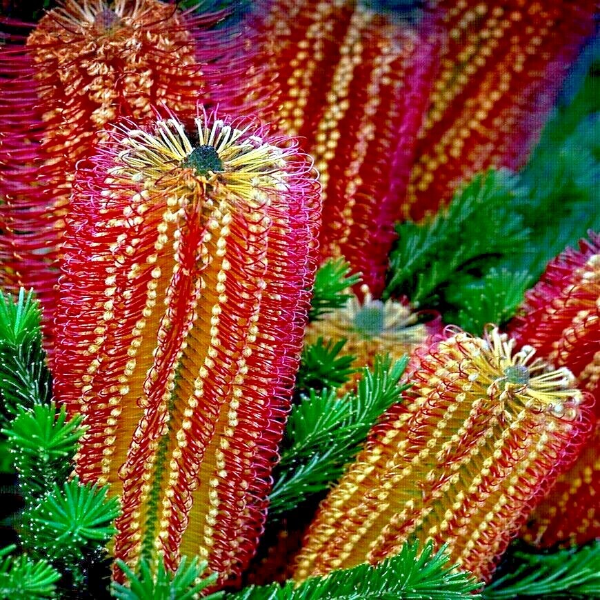 Lantern Fireworks Banksia ericifolia "Little Eric" Tree Seeds Flower ...