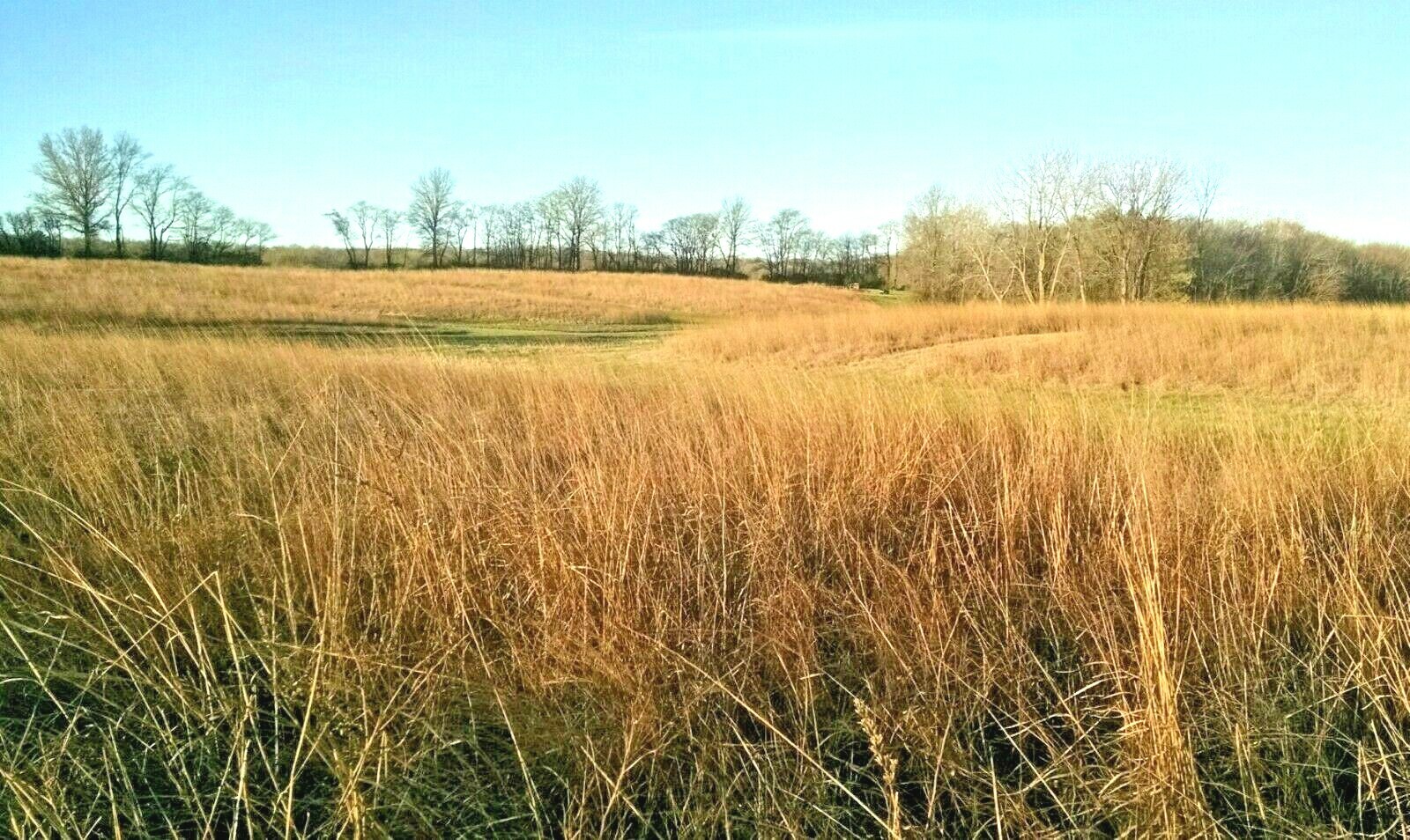 1 lb SWITCHGRASS Seeds Native Prairie Grass Clumping Perennial Green ...