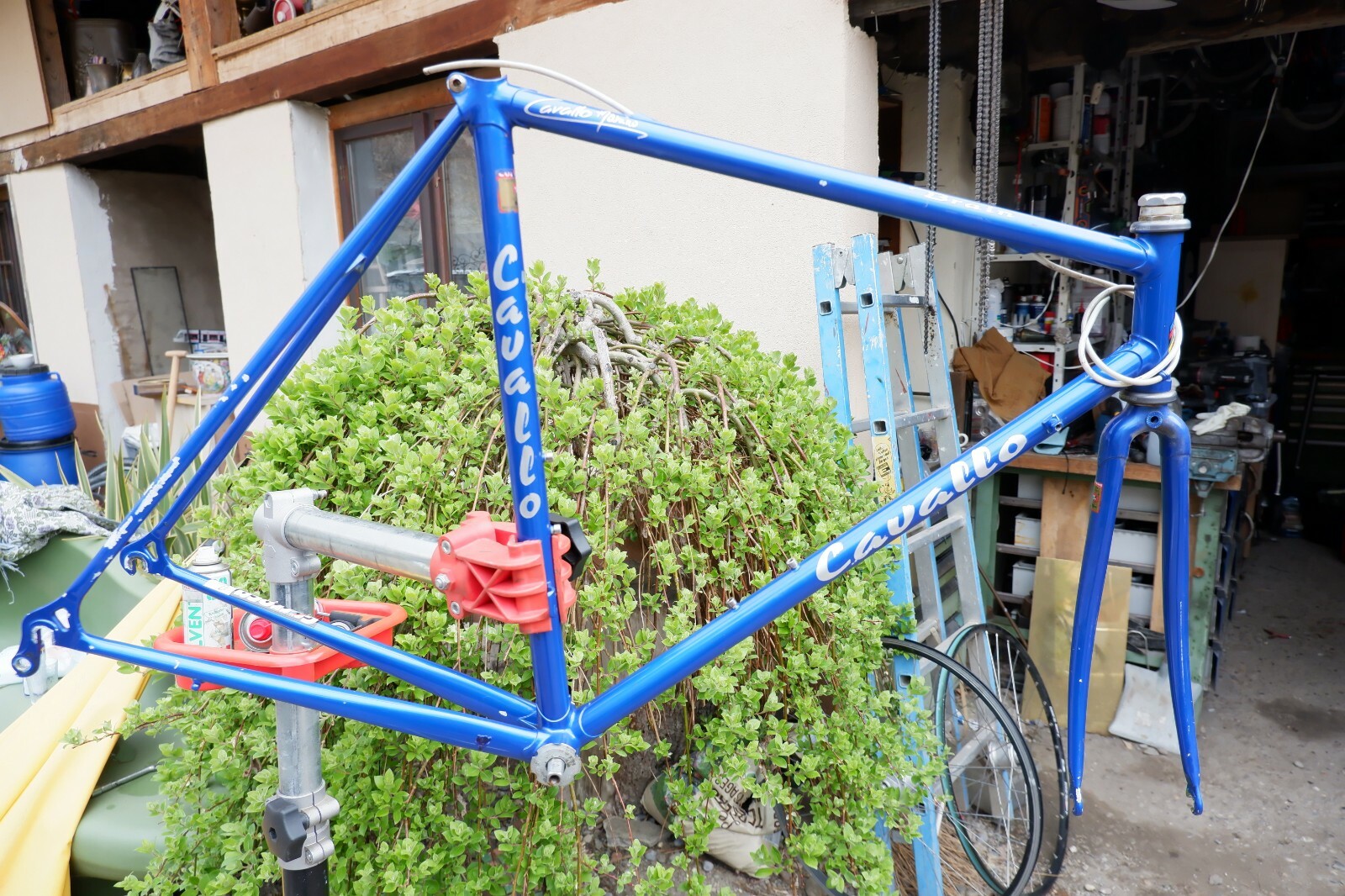 Cadre Columbus Brain - Cavallo Marino - 56 | eBay