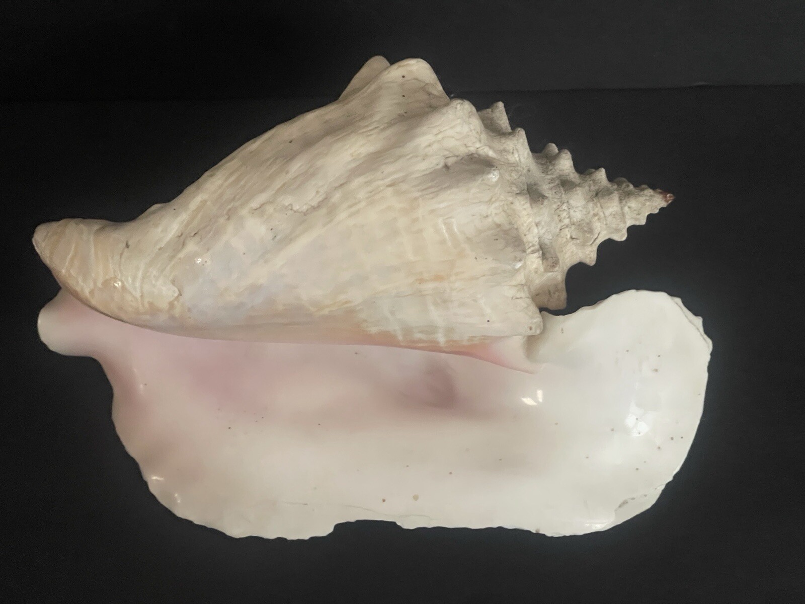 Large Pink Queen Conch Shell Natural Beach Seashell Nautical Ocean ...
