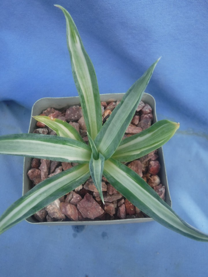 Agave desmettiana "Quicksilver" Variegated Agave Starter Plant 3"-4 ...