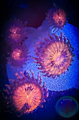 SAF~ Jason Fox Mohican Sun Zoas “WYSIWYG” Paly, Zoa, Live Coral Colony ...