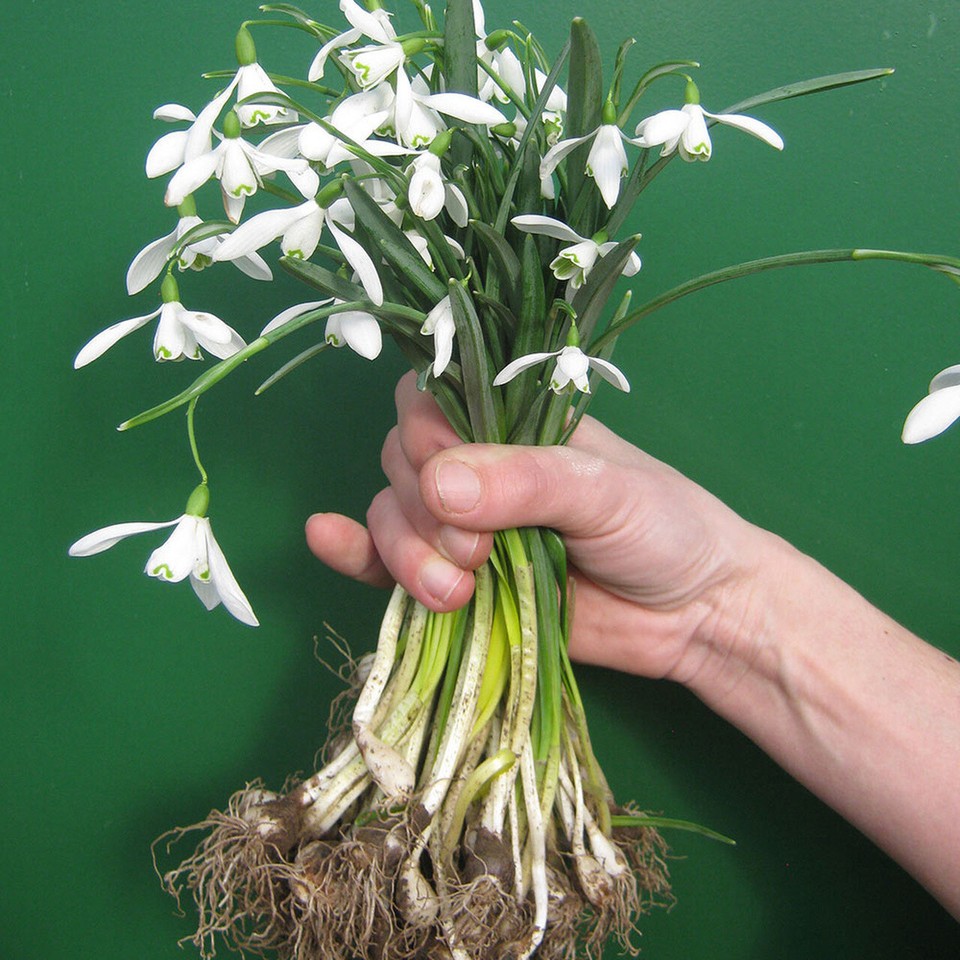 Single Snowdrops bulbs (Galanthus Nivalis) 50,100,250 | eBay UK