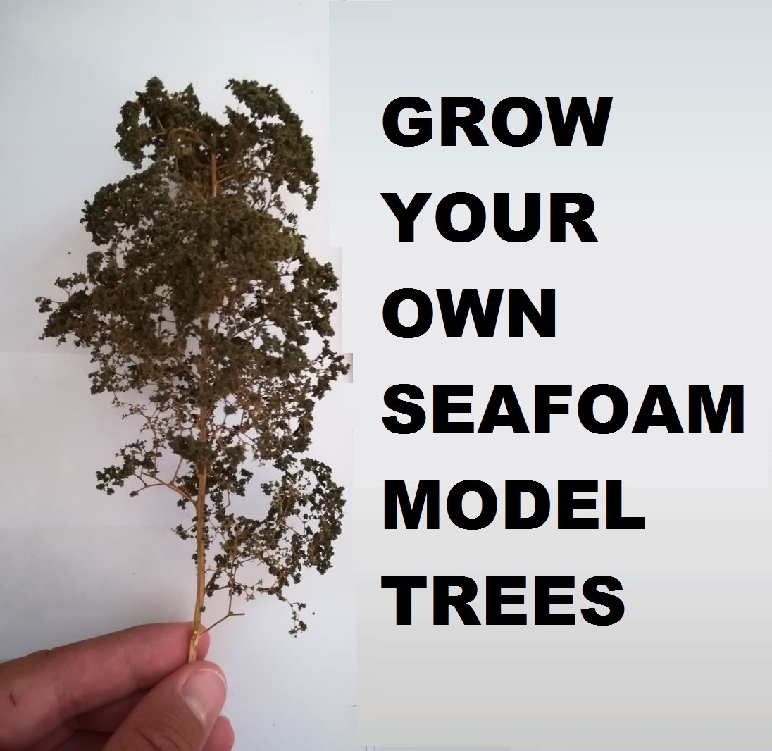 Seafoam Model Trees Grow Your Own - 250 SEEDS Approx - Aristata Teloxys ...