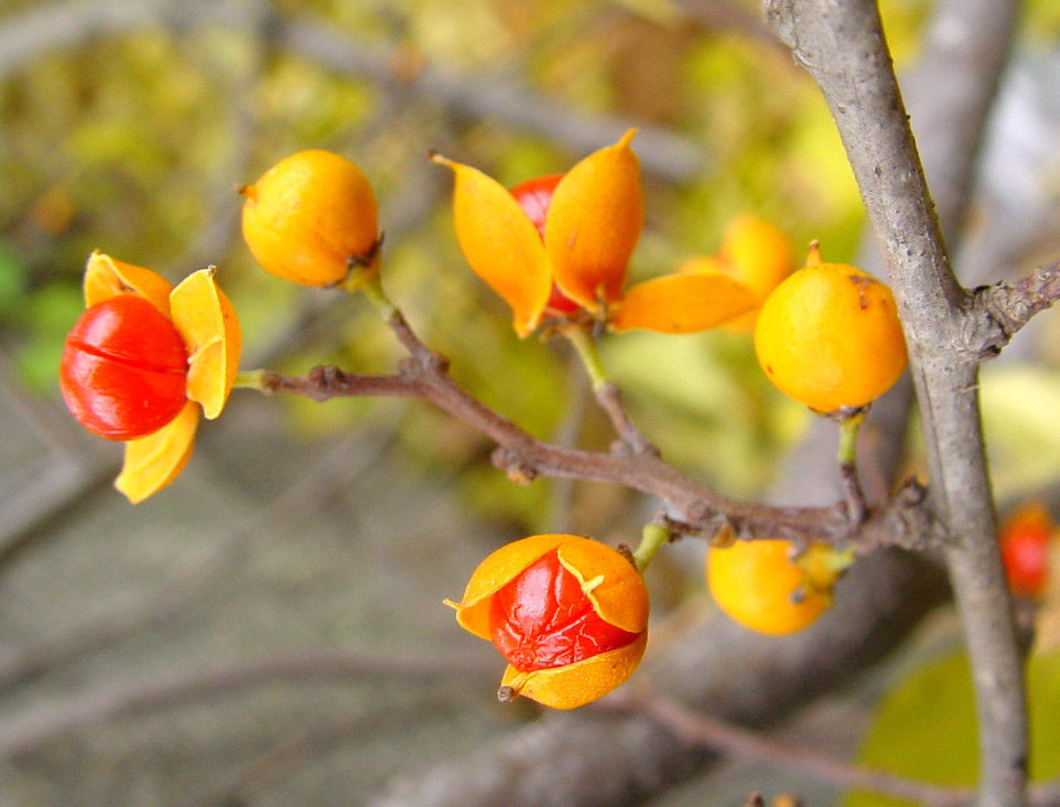 Celastrus orbiculatus, Oriental Bittersweet, hardy climber plant, showy ...