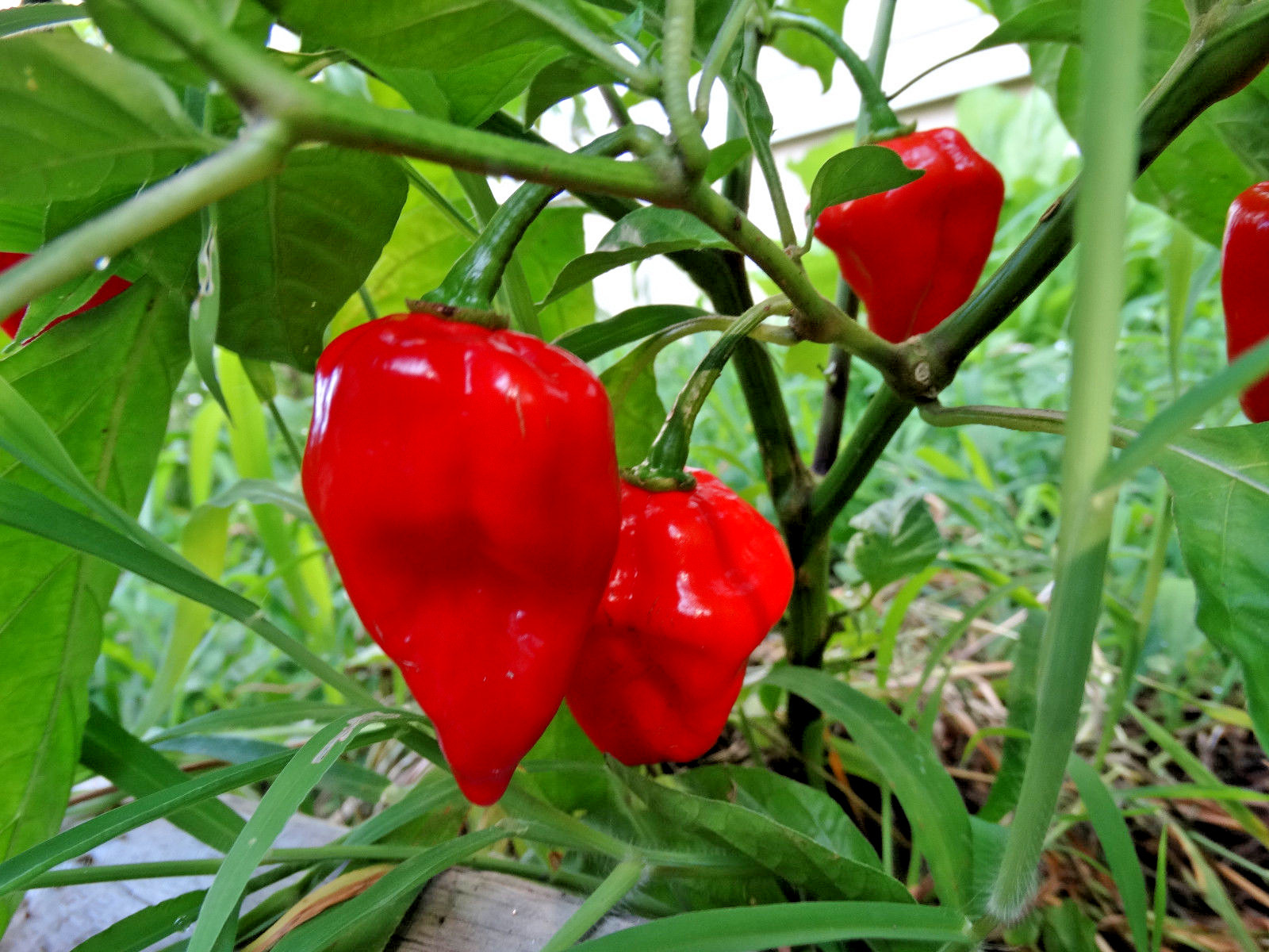30+ RED DEVILS TONGUE CHILE PEPPER SEEDS X-TRA HOT Growing Instructions ...
