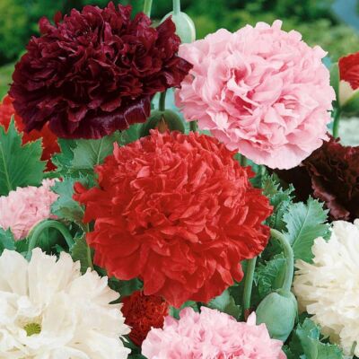 PEONY POPPY DOUBLE MIX FLOWER SEEDS Double Peony Poppy Flower Garden ...