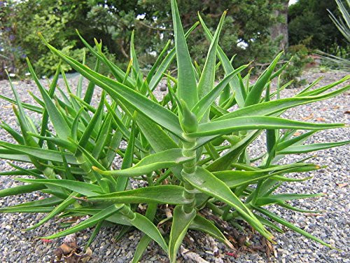 Hardy Aloe - Aloe striatula - Live Plant in Pot Aloiampelos striatula ...