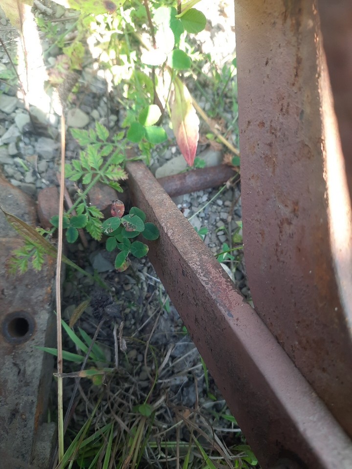 Farmall Cub Blade | eBay