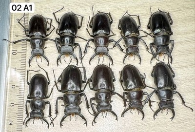 Lucanudae Lucanus takeoi 2021 New Spp Rare 10 Pcs Set Medium size A1 | eBay