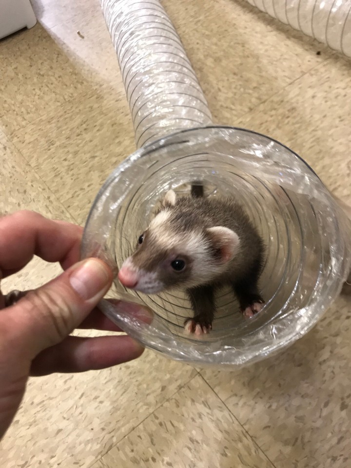 Best Ferret Toy EVER! Jumbo Ex Wide &Long Super Thru Way Crinkle Tunnel ...
