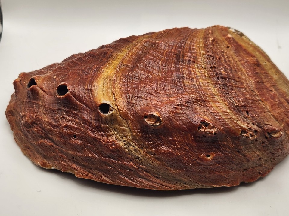 Red Abalone Haliotis Rufescens Large 8.5"x6.75" 1lb 7oz Mother Of Pearl ...
