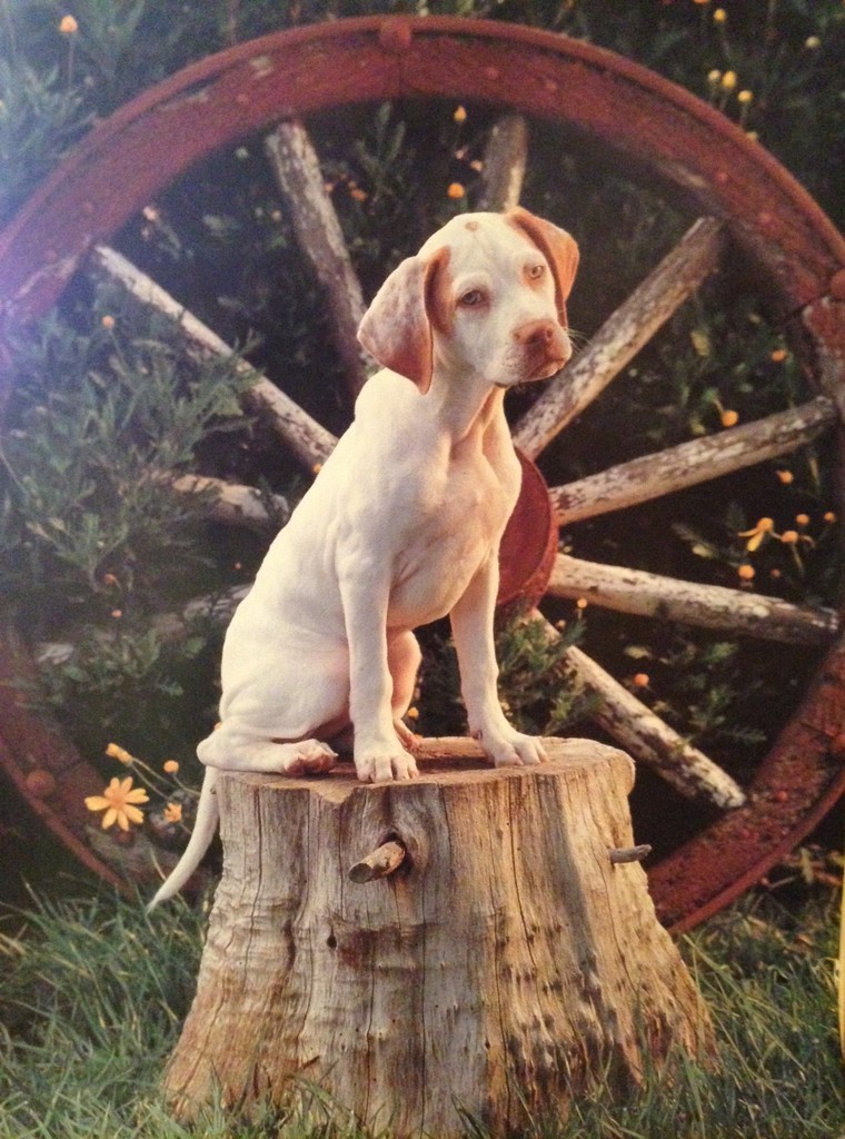 Dog English Pointer