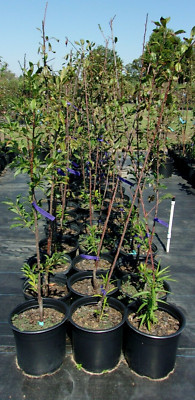 SPRING SATIN PLUMCOT 4-6 FT Fruit Tree Plant Trees Sweet Plums Garden ...