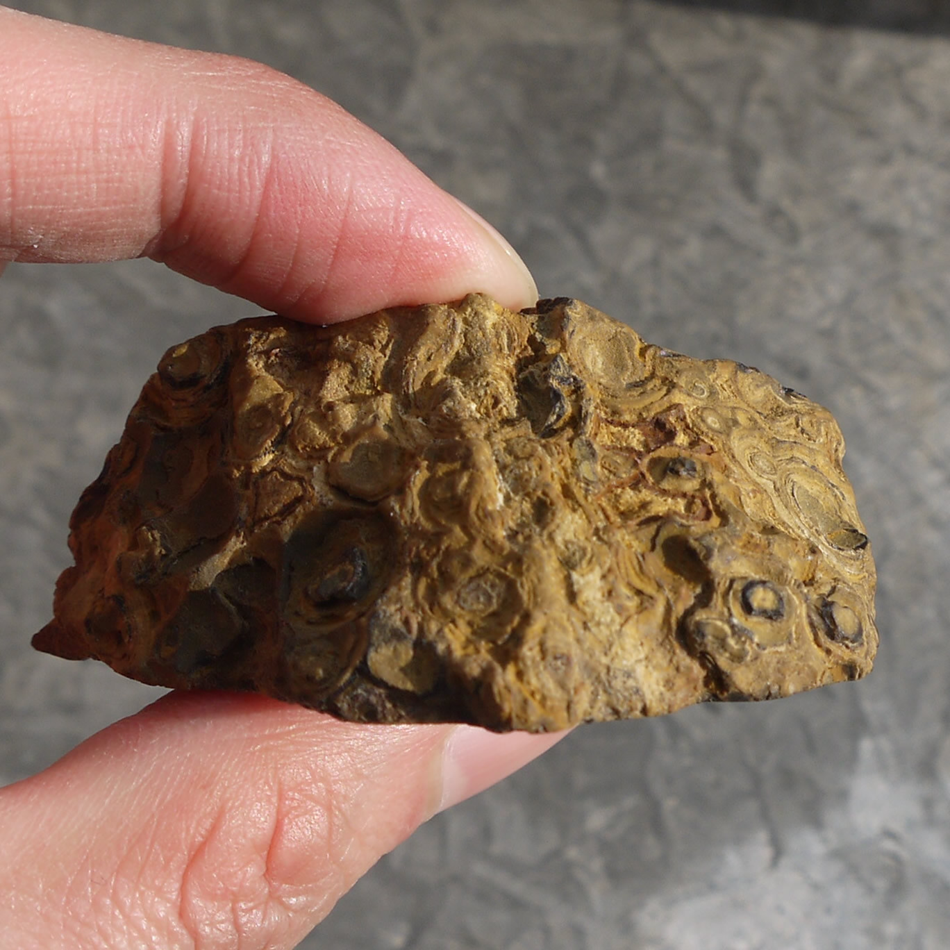 Natural Gobi eye stone Gobi rough agate/Jasper for Bonsai Suiseki gm619 ...