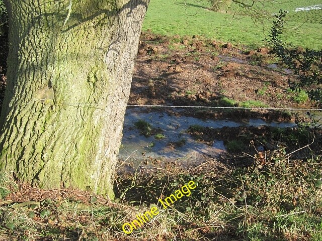 Photo 6x4 Ditch and oaktree Bayton Common A field boundary near Beach ...
